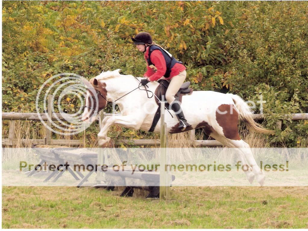 Who's got a Sports Cob? :-) | Horse and Hound Forum