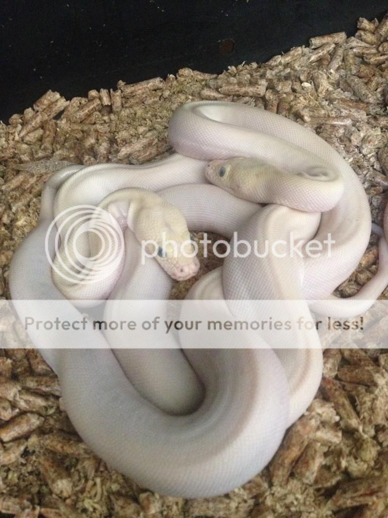NE England - Female blue eyed leucistic Burmese pytho | Reptile Forums