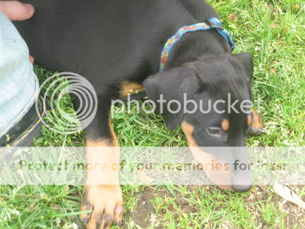 Meet Patton | Doberman Forum : Doberman Breed Dog Forums