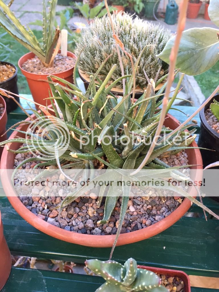 Aloe parvula? - Agaveville